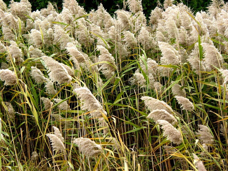 Tall grass stock image. Image of weeds, background, plants - 421843