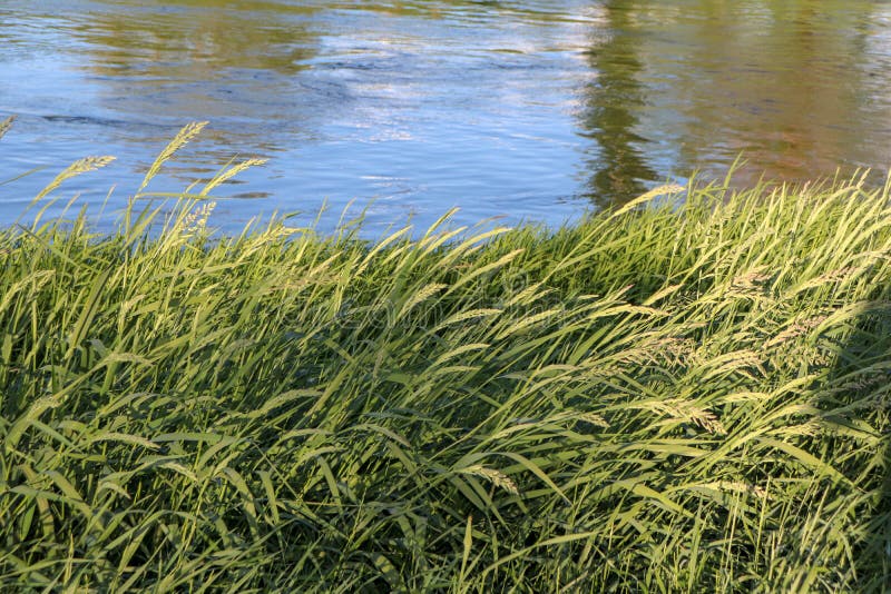 Tall Grass Along the Rivers Edge Stock Photo - Image of health, trees ...