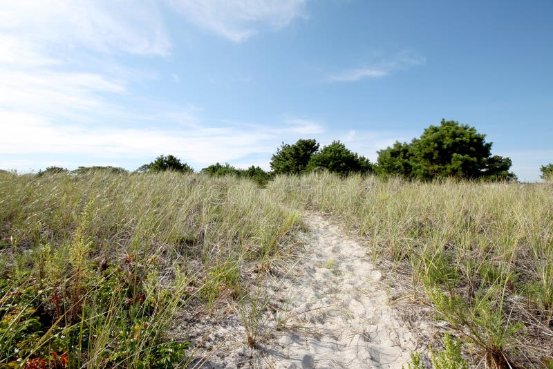 Tall Grass Beach Path with Blue Sky Stock Image - Image of land, path ...