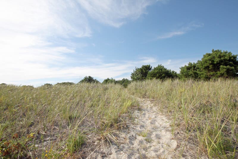 Tall Grass Beach Path with Blue Sky Stock Photo - Image of ocean ...