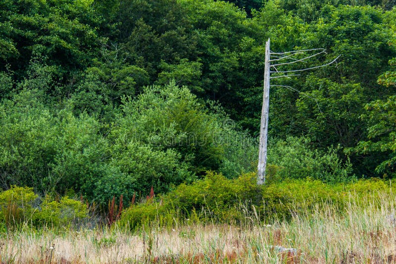 A Single Dead Tree on the Edge of a Forest Stock Image - Image of park ...