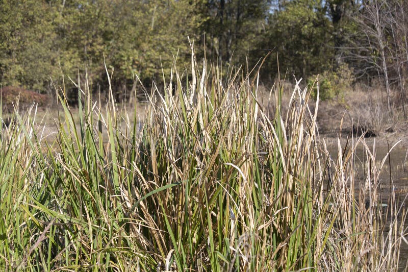 Tall Grass Near Pond stock image. Image of bluestem - 138059825