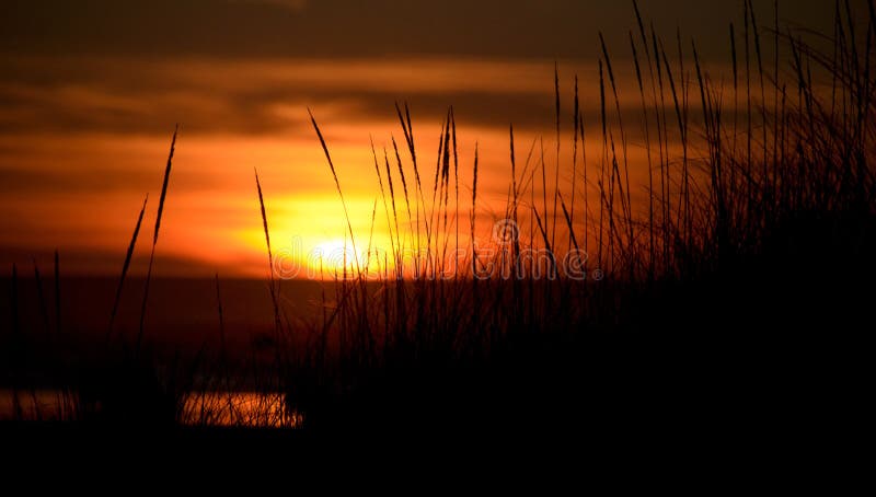 Tall Grass at Dunes Highlighted by Sunset Stock Photo - Image of ...