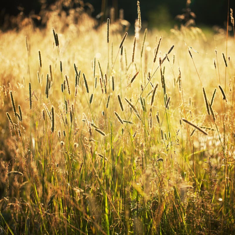 Tall grass in a field stock image. Image of sundown, field - 28989881