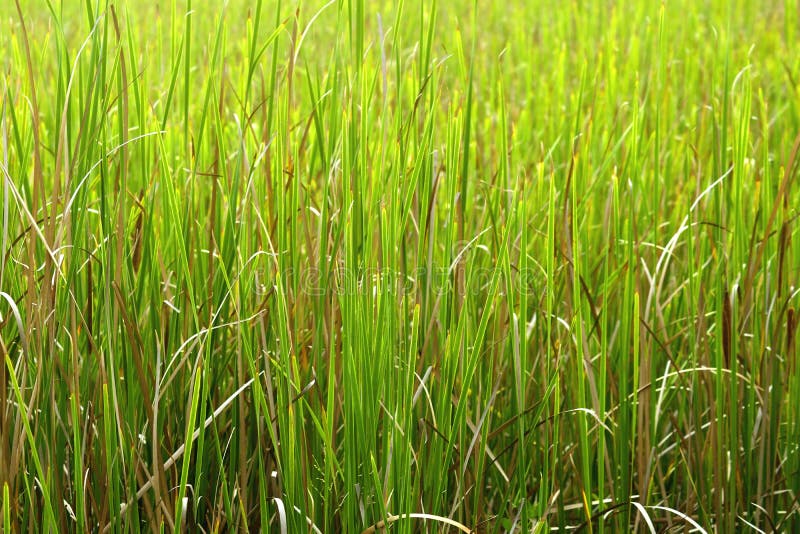 Green Dry Tall Grass Abstract Pattern for Background. Stock Image ...