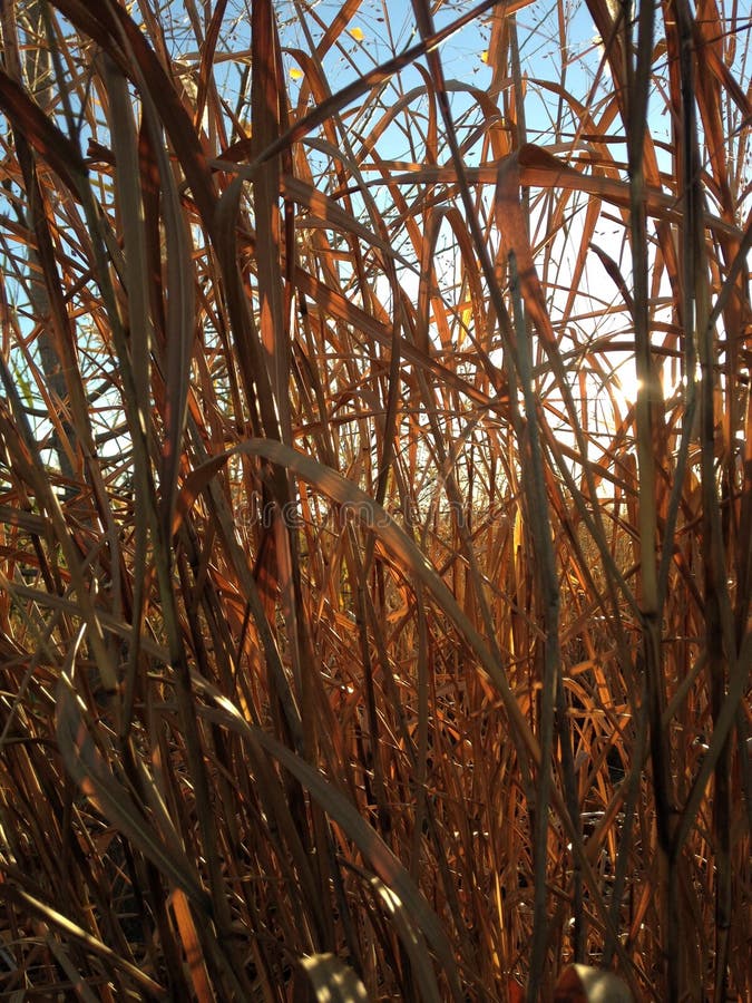Tall Grass in the Field the Fall. Stock Photo - Image of common, fall ...