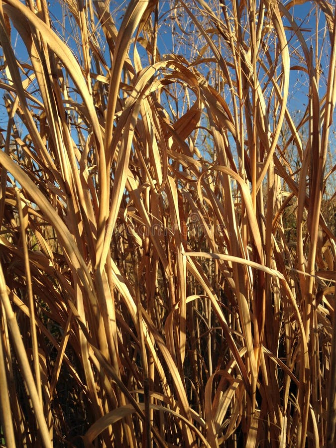 Tall Grass in the Field the Fall. Stock Photo - Image of common, fall ...