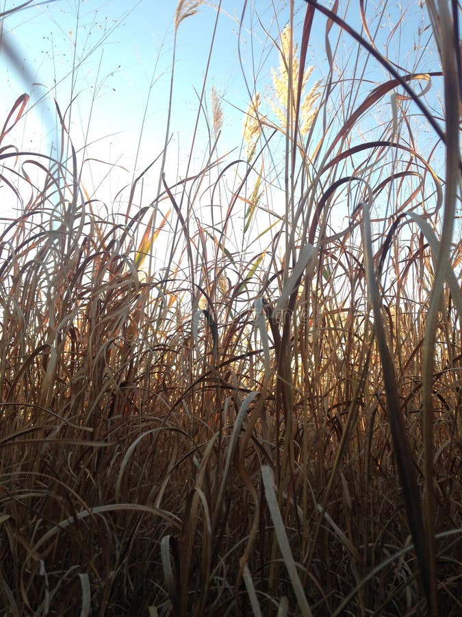 Tall Grass in the Field the Fall. Stock Image - Image of field, common ...