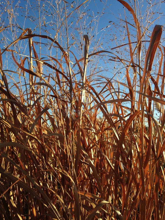 Tall Grass in the Field the Fall. Stock Image - Image of genus, fall ...