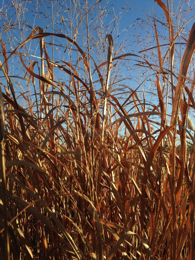 Tall Grass in the Field the Fall. Stock Photo - Image of common, fall ...