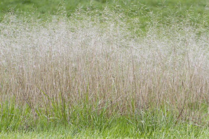 Tall grass in field stock photo. Image of summer, brown - 95780004