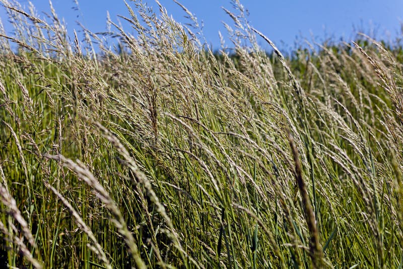 Tall grass in a field stock image. Image of wild, season - 75983933
