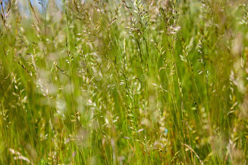Tall grass in a field stock photo. Image of high, herbage - 177518892