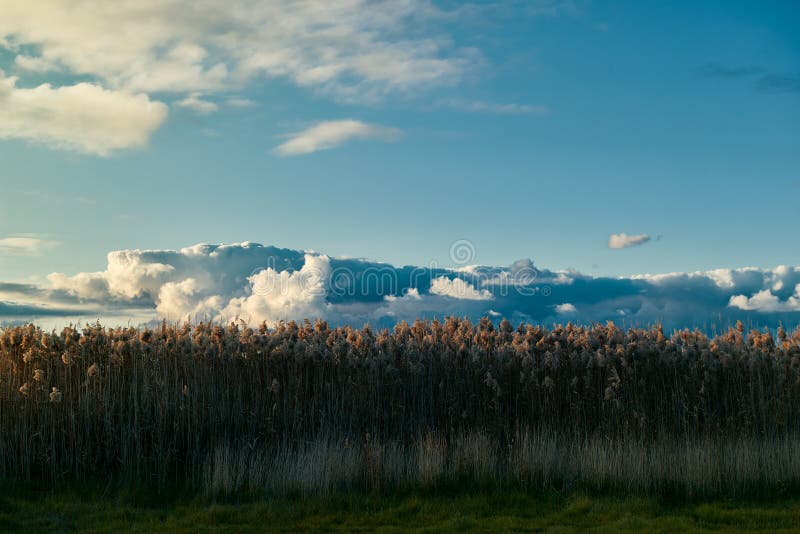 Tall Grass Field Under a Dramatic Sky Stock Image - Image of grass ...