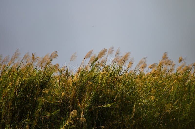Tall Grass Flows in the Wind Stock Photo - Image of blade, foliage ...