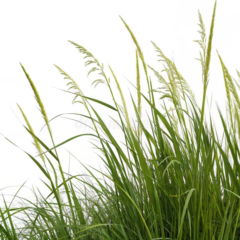 Tall Grass Front View stock illustration. Illustration of natureart ...