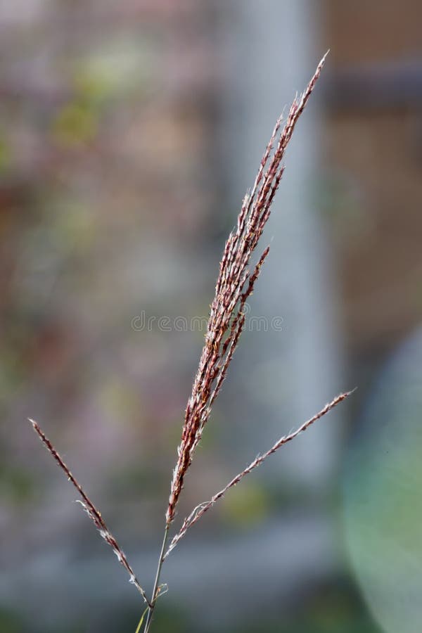 Tall grass stock image. Image of outdoor, environment - 260226865