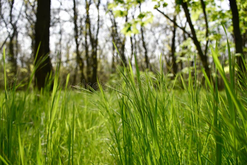 Tall Grass Grows in a Spring Woodland. Stock Image - Image of ...