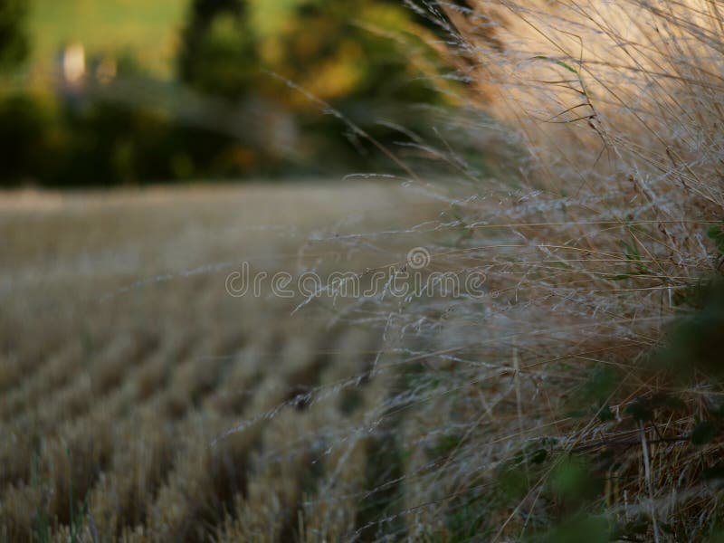 Tall Grass Grows with Ploughed Farmer Field Medium Shot Stock Image ...