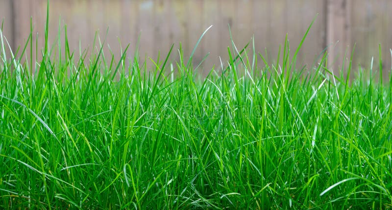 8,082 Tall Grass Texture Stock Photos - Free & Royalty-Free Stock ...