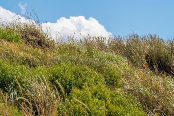 Tall grass on a hill.. stock photo. Image of tree, grass - 367337198