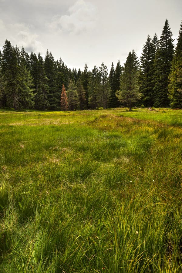 Staggering Tree Stock Photos - Free & Royalty-Free Stock Photos from ...