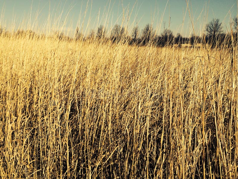 Tall grass stock image. Image of missouri, grass, tall - 50160553