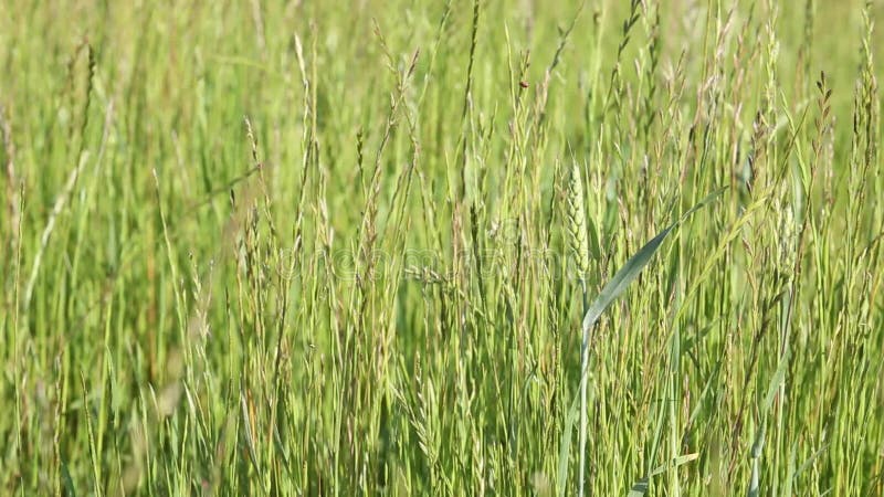 Tall Grass and Beautiful Flowers Close Up on the Ocean. Plants and Tall ...