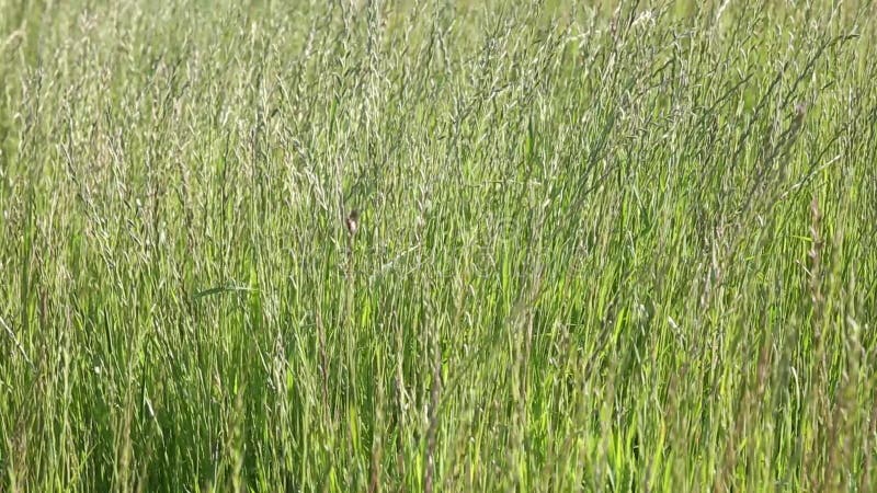 Tall Grass and Beautiful Flowers Close Up on the Ocean. Plants and Tall ...