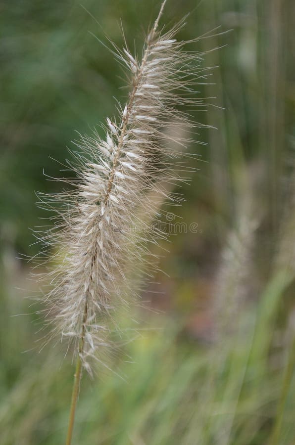 Grass Seed stock photo. Image of grass, hour, seed, field - 100357164