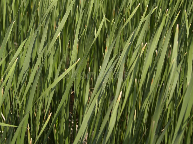 Tall Grass Texture Stock Image Image Of Ecosystem Natural 983277