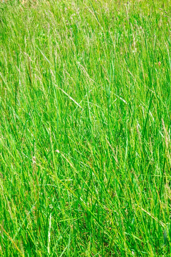 Tall Grass Seamless Texture