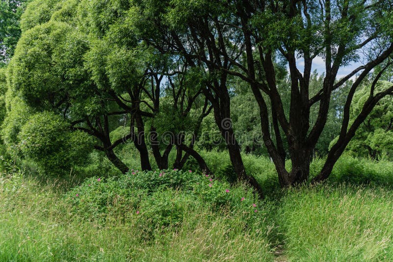 Tall Grass and Trees in the Summer Park Stock Photo - Image of ...