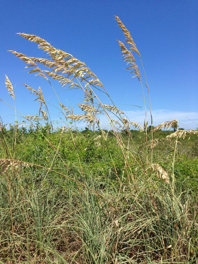 Tall grasses stock image. Image of tall, sand, grass - 44361305