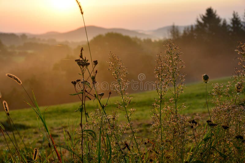 Tall Grasses in the Light of the Rising Sun Stock Photo - Image of ...