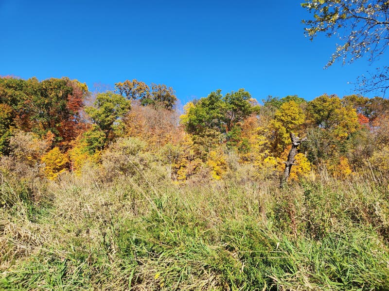 Tall Grasses and Trees by a Walking Foot Trail Stock Photo - Image of ...