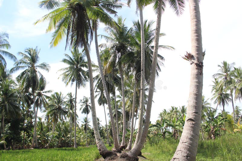 Tall Gray Coconut Tree Trunk Stock Image - Image of stem, botany: 244301395
