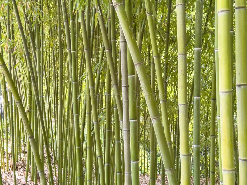 Tall Green Bamboo Forest Canopy Stock Image - Image of tree, green ...
