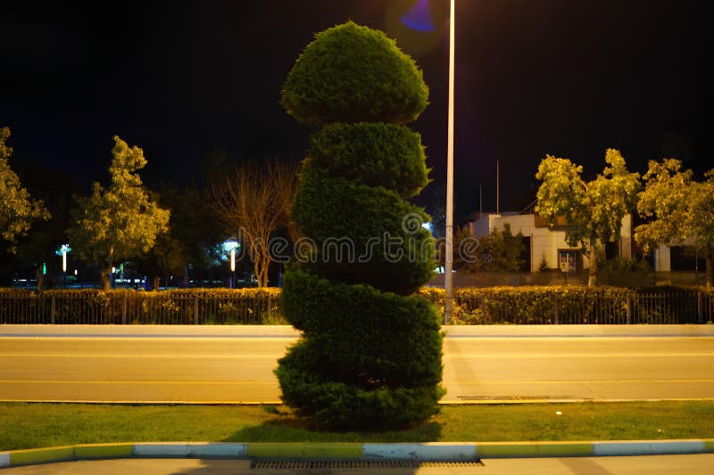 A Tall Green Bush with a Spiral Shape Stock Image - Image of people ...