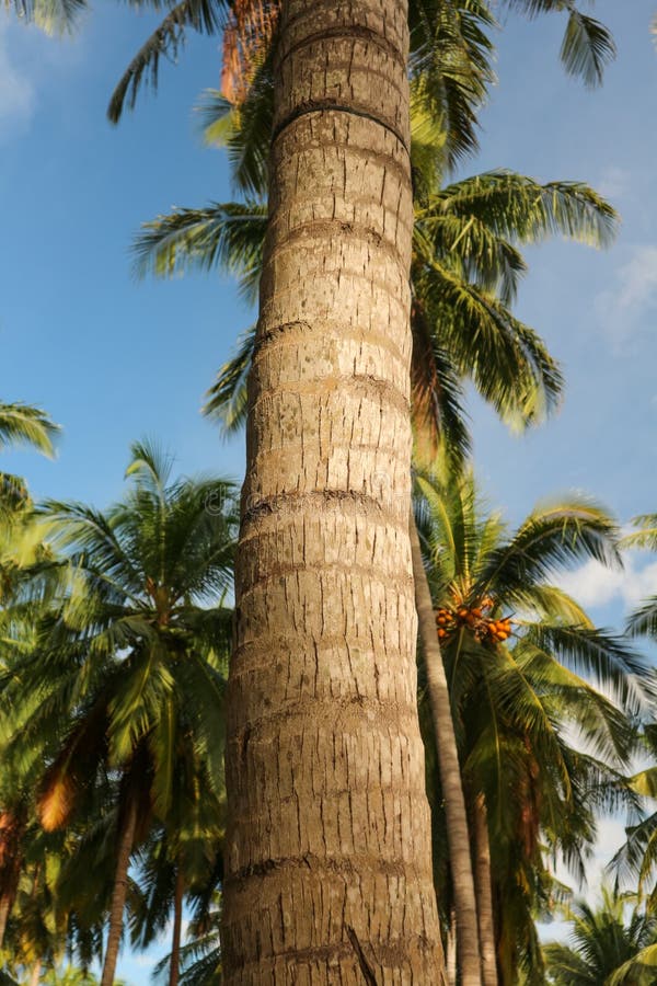 A Tall, Green Coconut Tree Trunk with Unique Trunk Texture Stock Photo ...