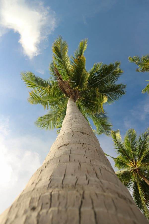 A Tall and Green Coconut Tree, View from Bottom Stock Image - Image of ...