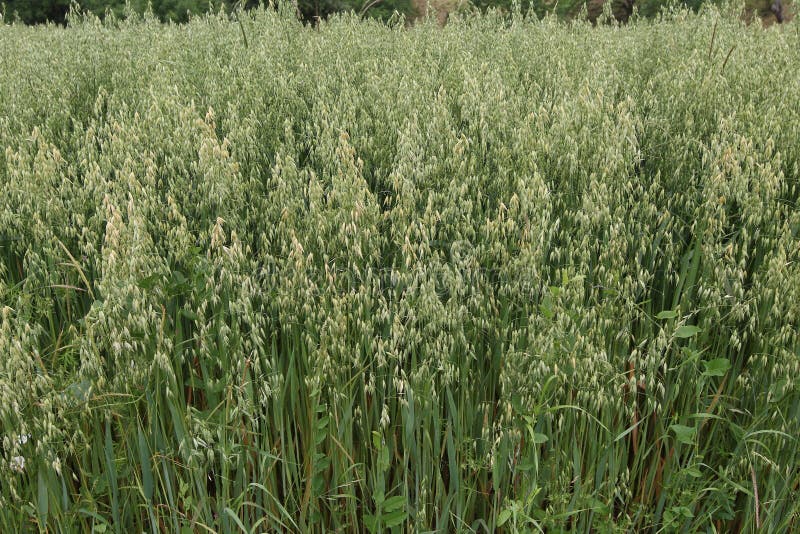 Tall Green Crops Growing in a Field Stock Image - Image of plant ...