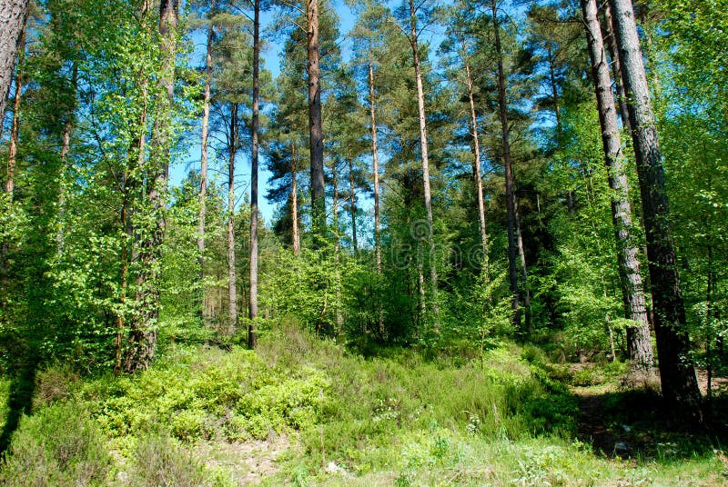 Tall green forest trees stock image. Image of natural - 44595021