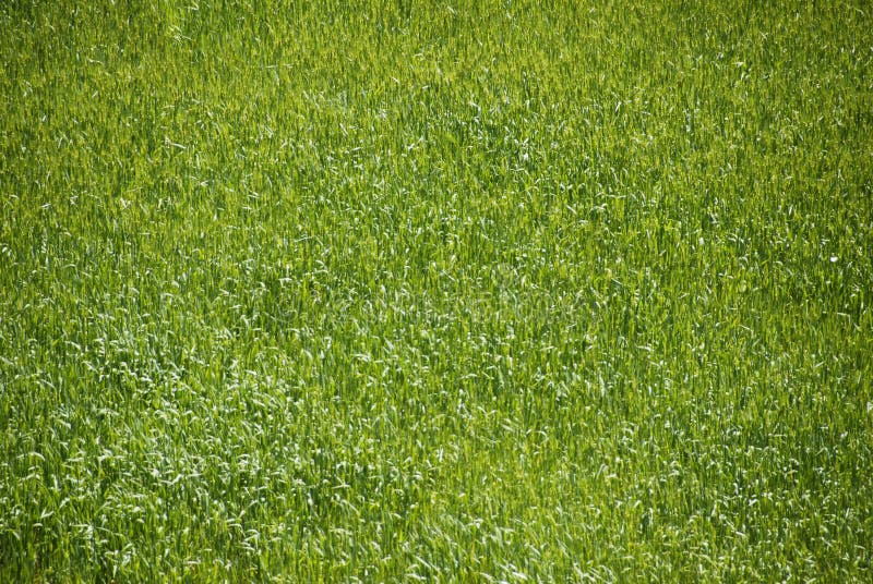 Tall Green Grass Background Stock Photo - Image of meadow, plant: 5619028