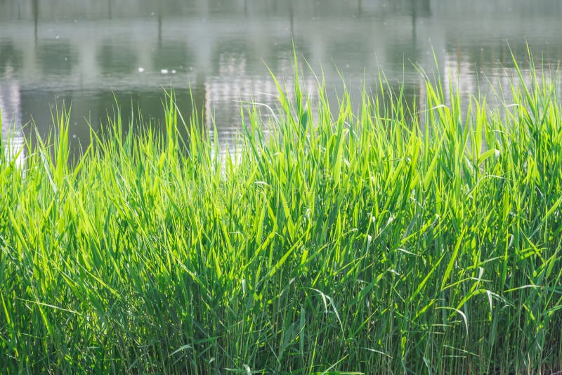 Tall Green Grass stock photo. Image of long, grassy - 149131722