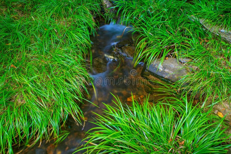 Tall Green Grass Covered Tiny Tropical Stream Stock Image - Image of ...