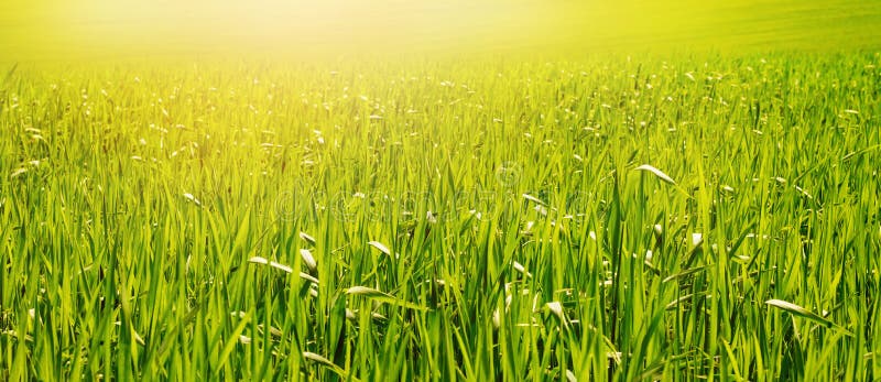 Tall Green Grass in the Field in Bright Sunlight Stock Image - Image of ...