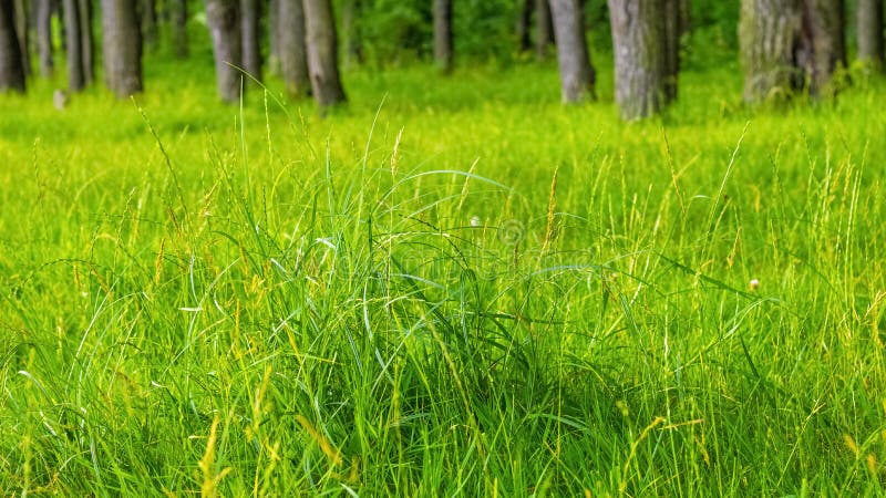 Tall Green Grass in the Forest on the Lawn Stock Image - Image of ...