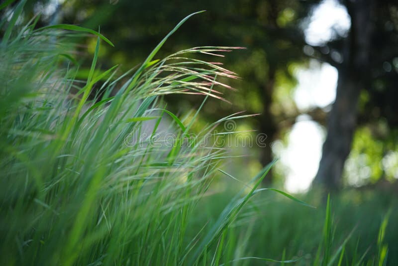 Tall Green Grass Grows in Summer Forest Stock Image - Image of grows ...