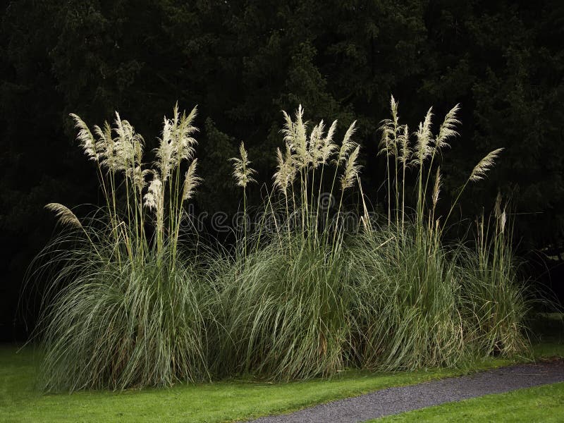 Tall Green Grass in a Park by a Walking Path. Beautiful Natural ...